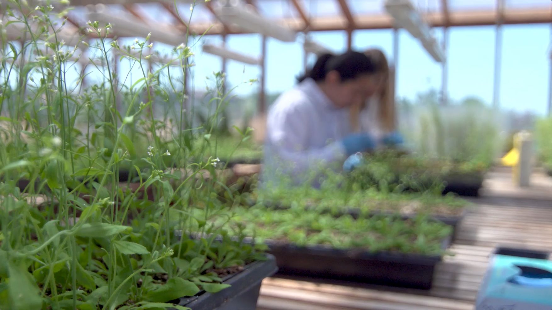 Harnessing Plants - Salk Institute for Biological Studies